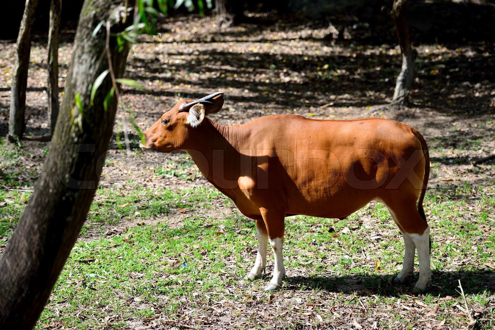 The red bull | Stock image | Colourbox