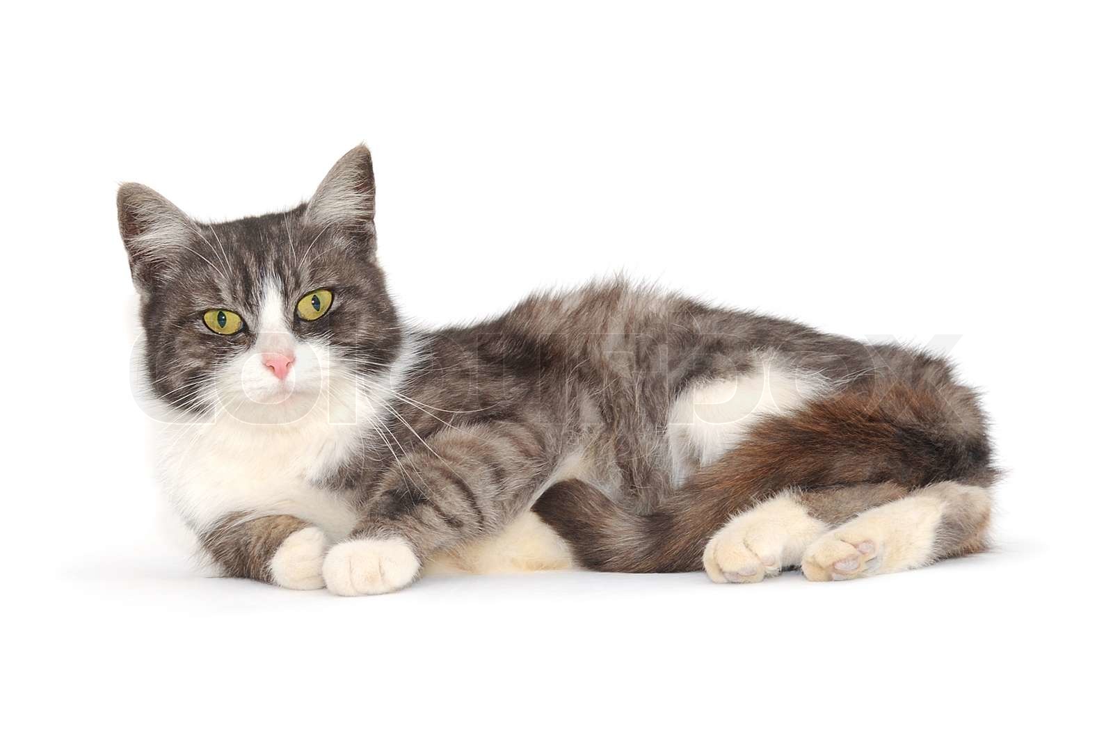 liggende kat på hvidt | Stock foto | Colourbox