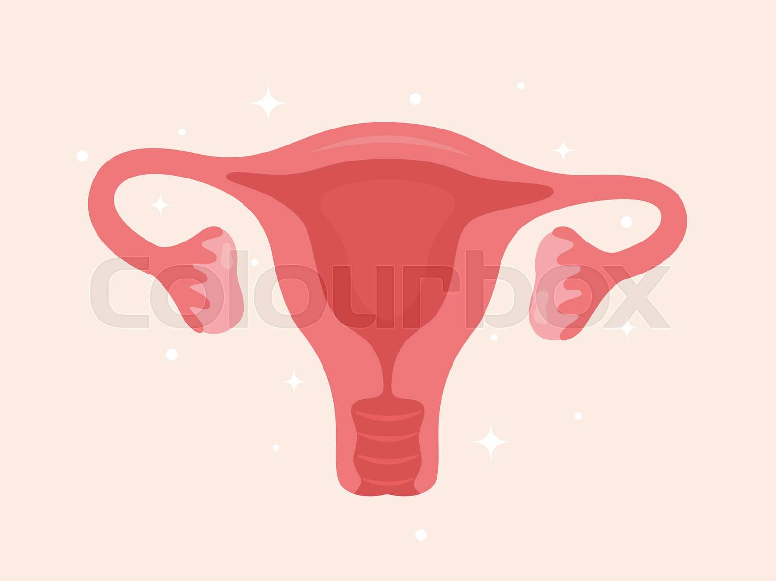 Uterus. Woman reproductive health illustration. Gynecology. Anatomy ...