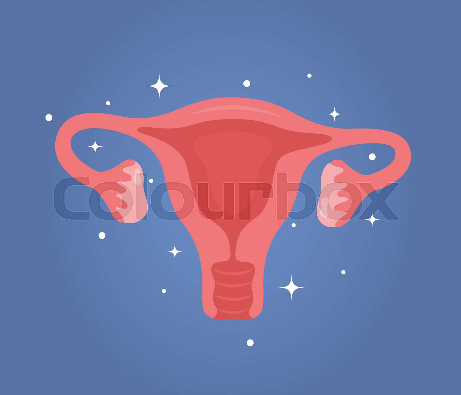 Uterus. Woman reproductive health illustration. Gynecology. Anatomy ...