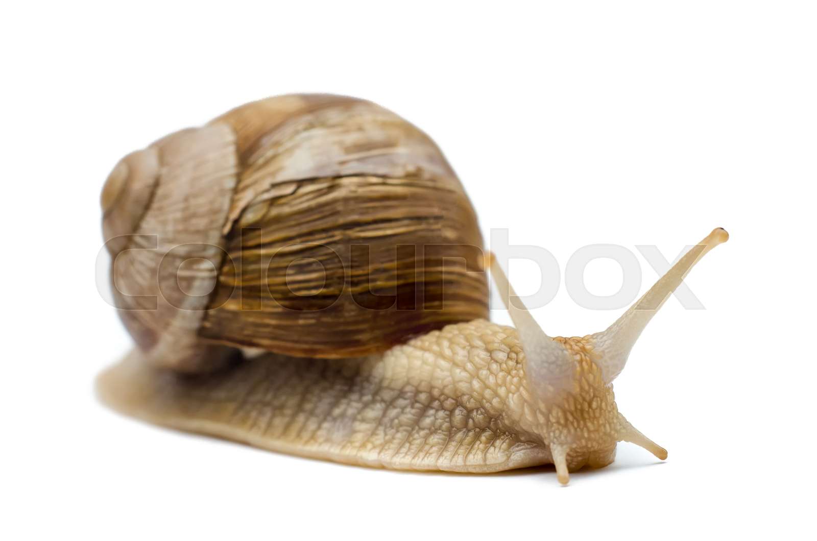 snail | Stock image | Colourbox