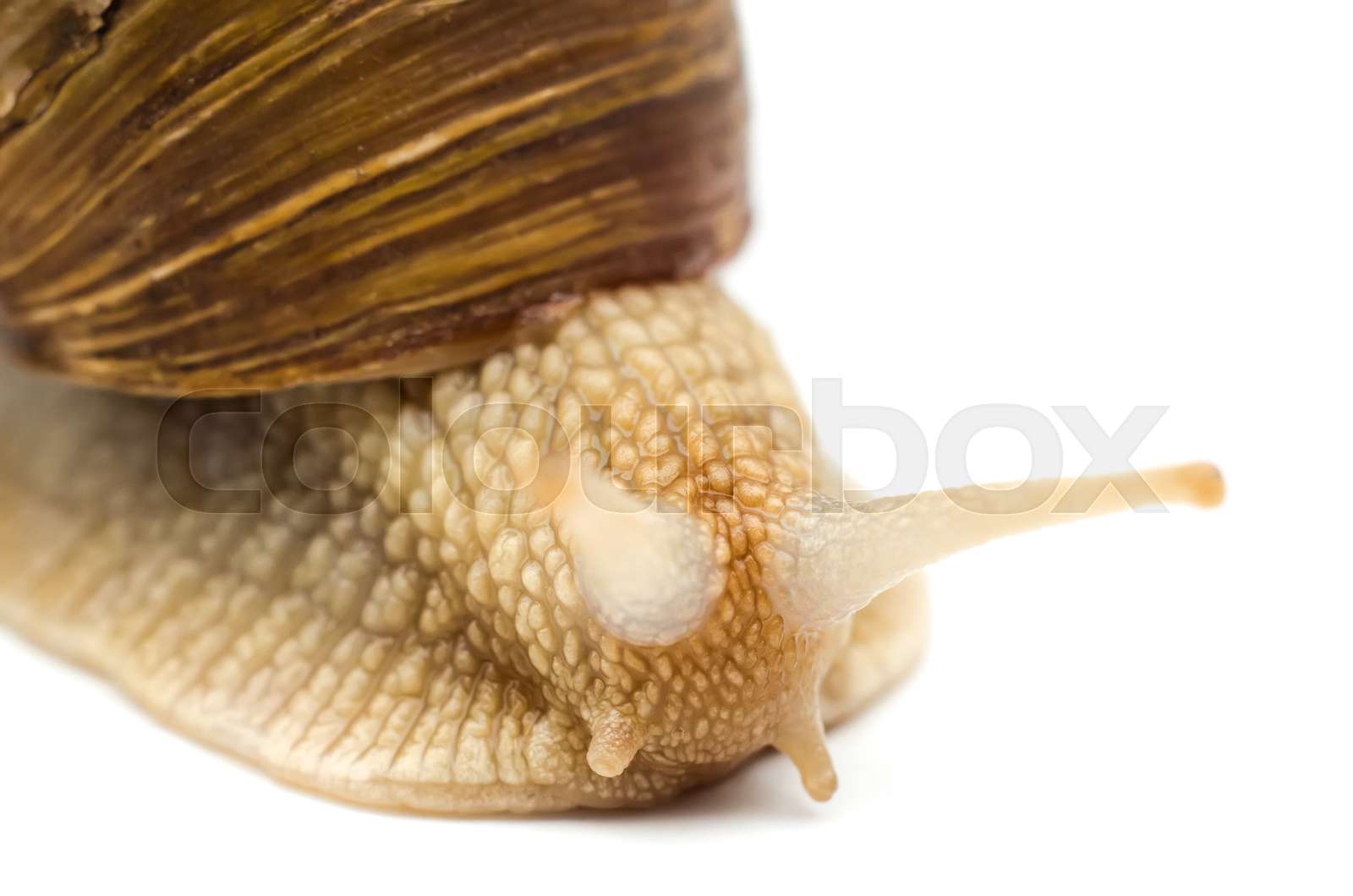 snail macro | Stock image | Colourbox