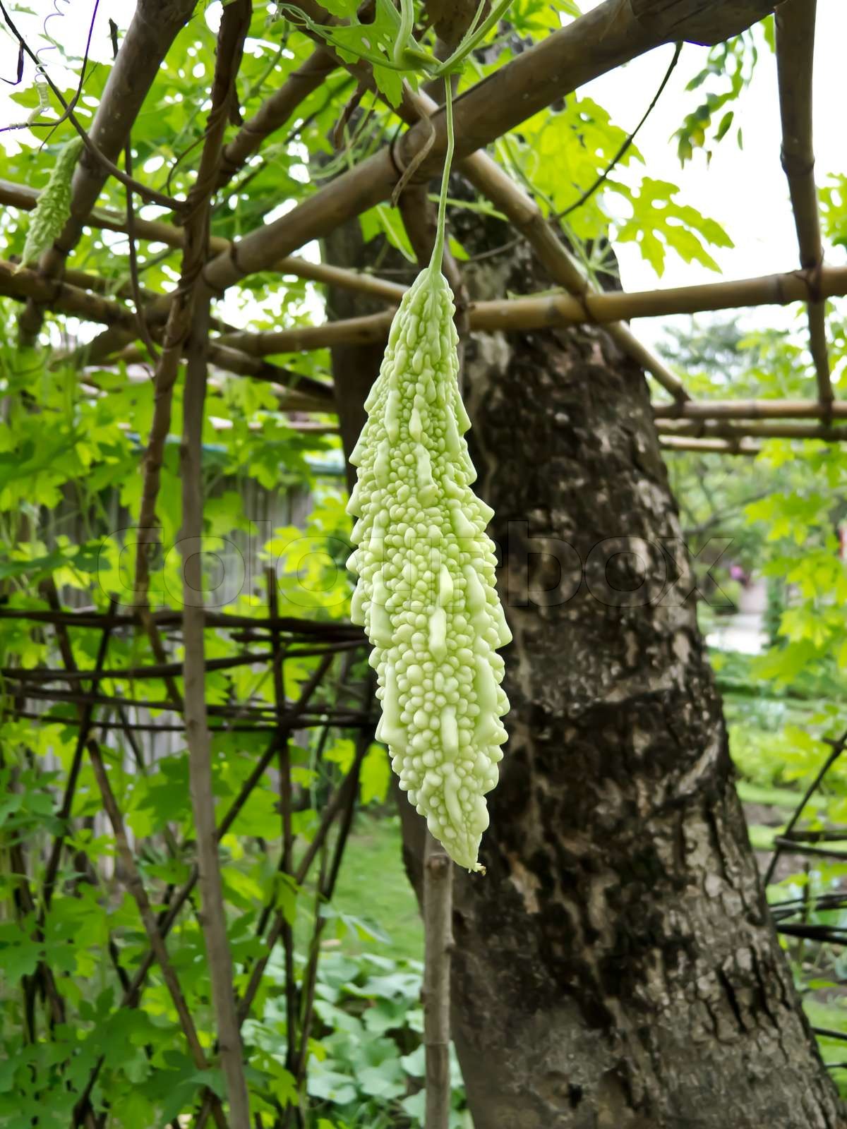 Chinese Bitter Gourd | Stock image | Colourbox