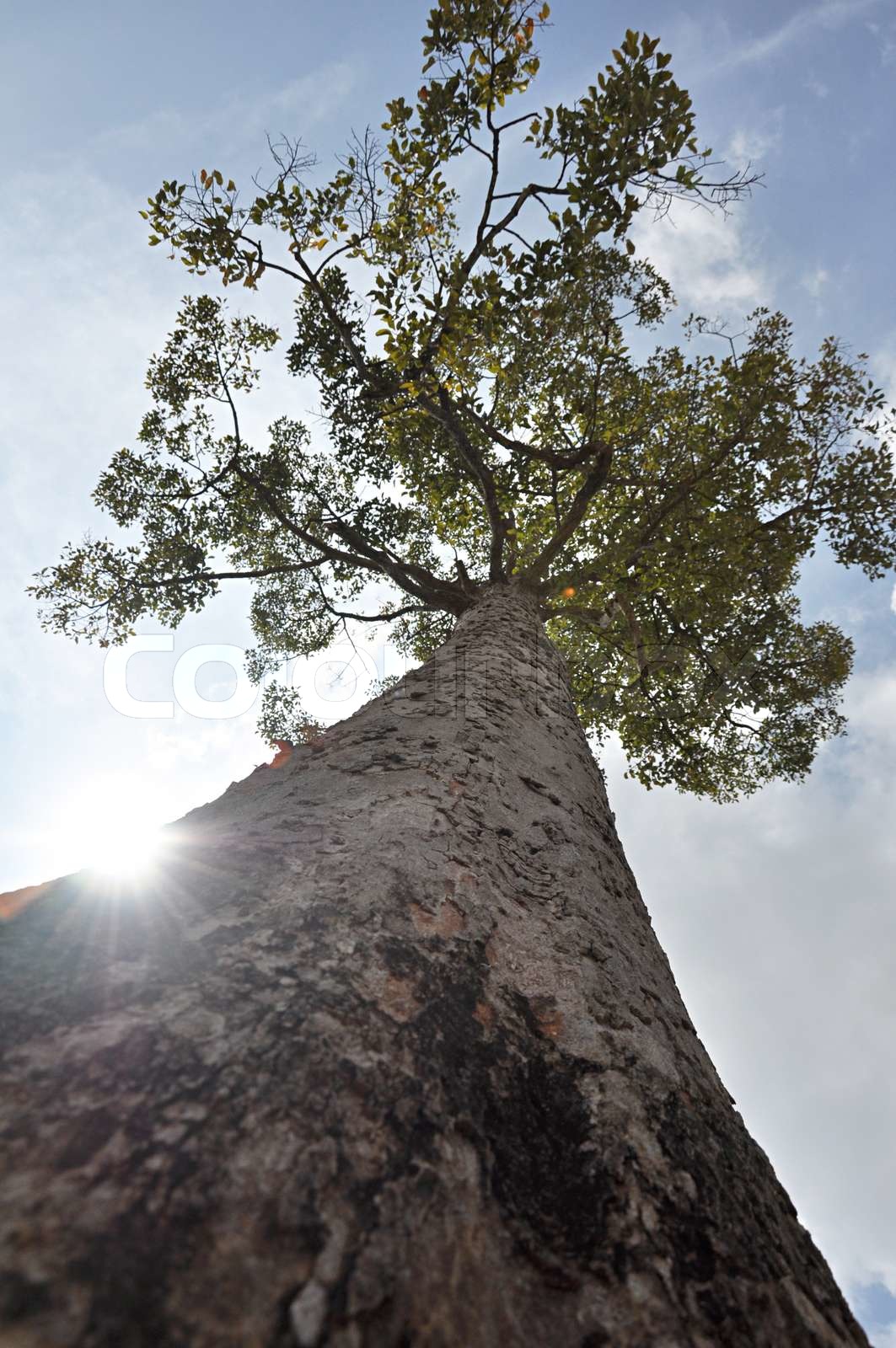 Big tree in upward angle | Stock image | Colourbox