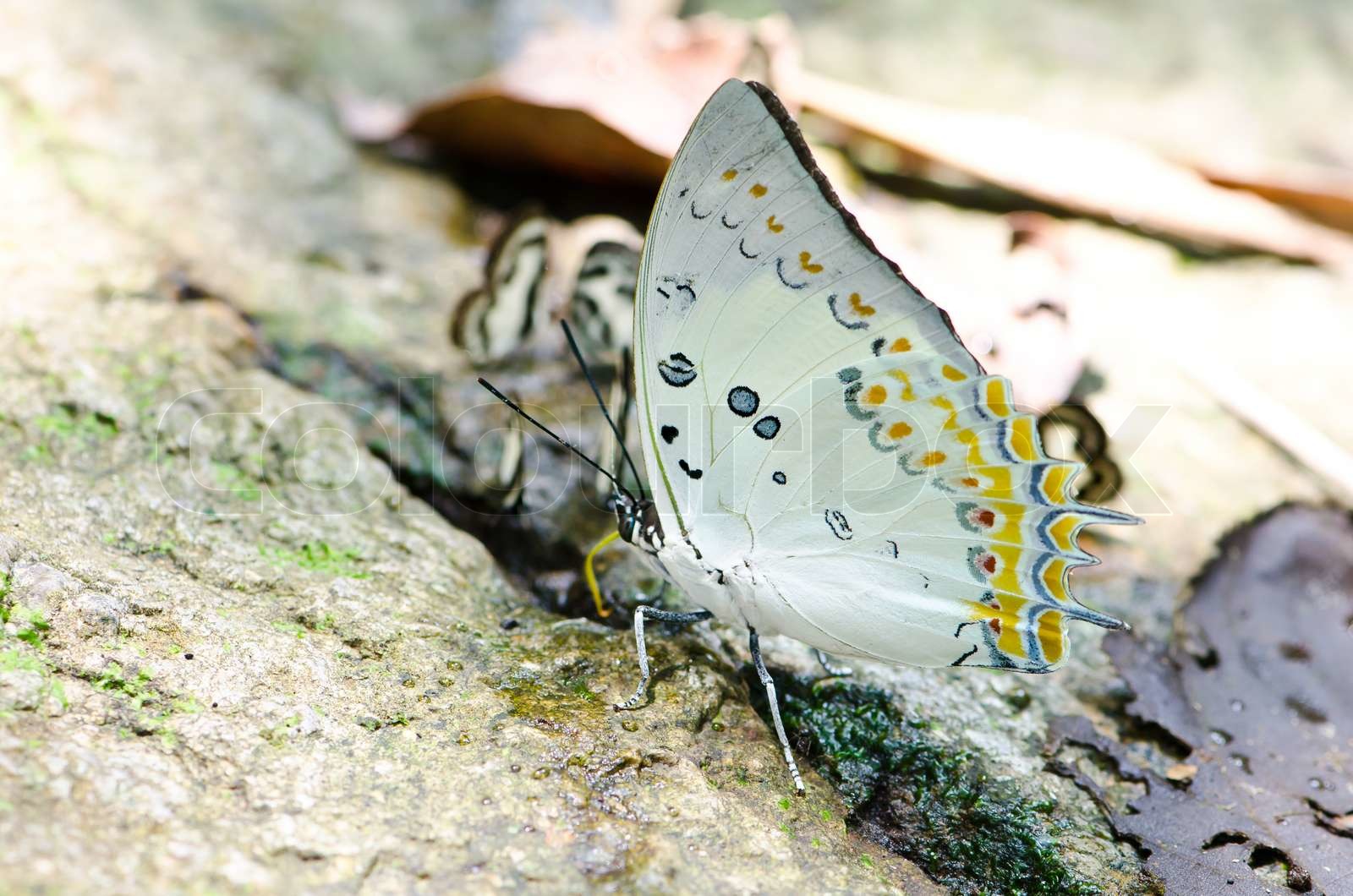 butterfly in tropical rain forest. | Stock image | Colourbox