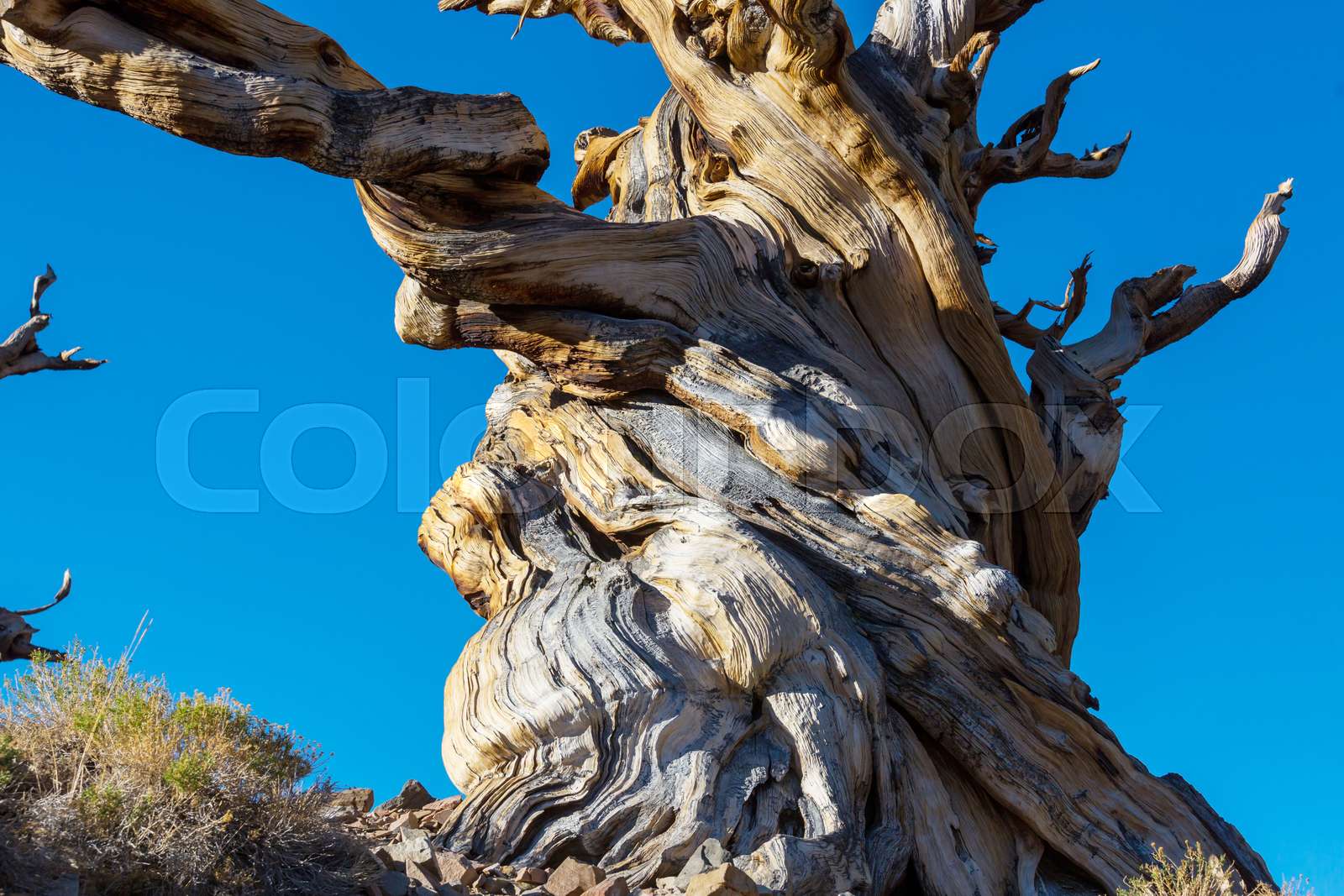 Ancient tree | Stock image | Colourbox