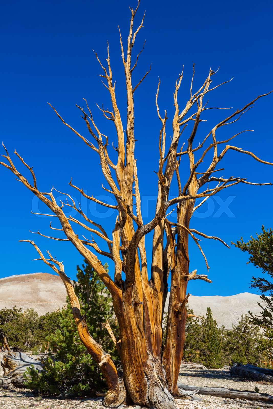 Ancient Tree Stock Image Colourbox ancient-tree-stock-image-colourbox