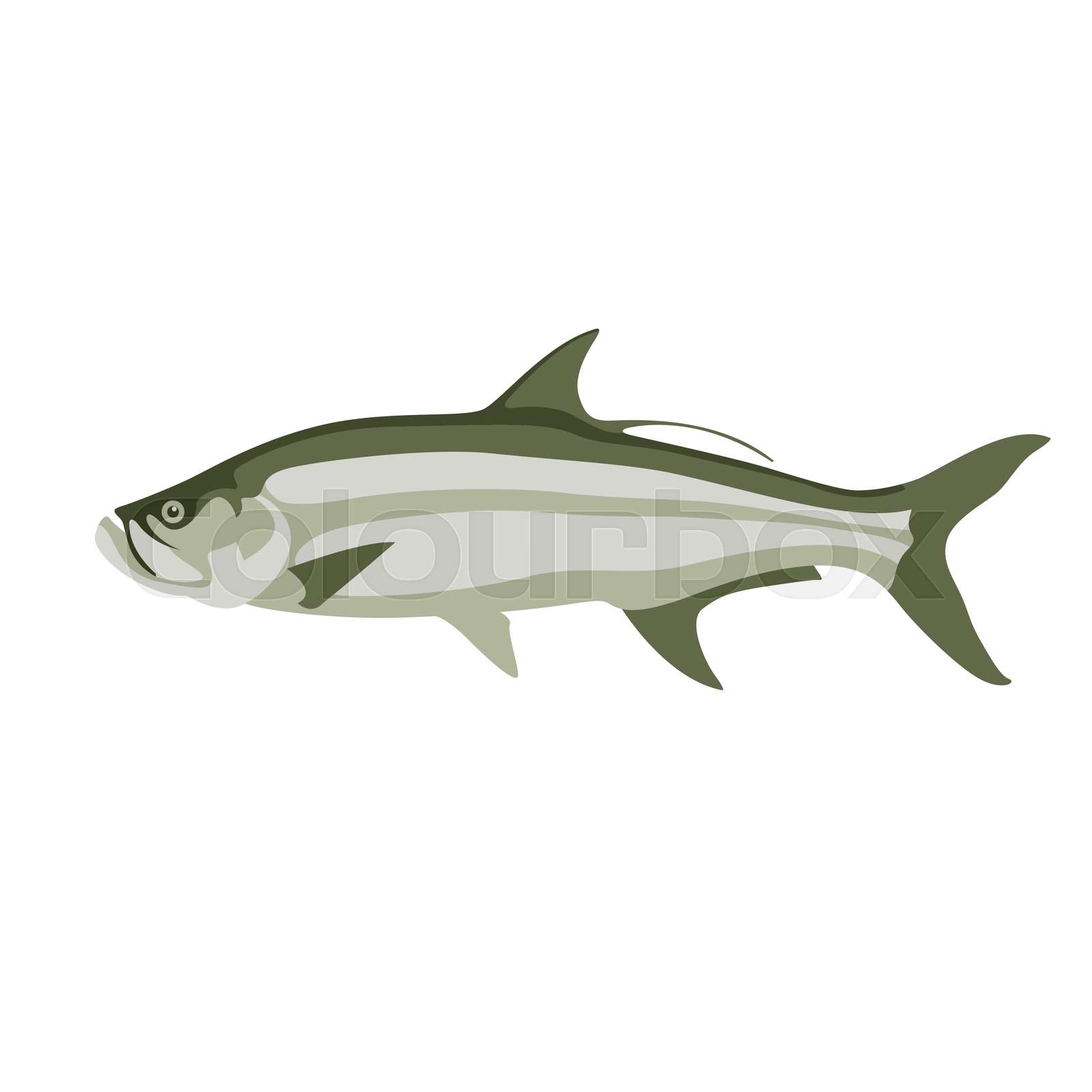 tarpon fish, vector illustration, flat style, side view | Stock vector ...