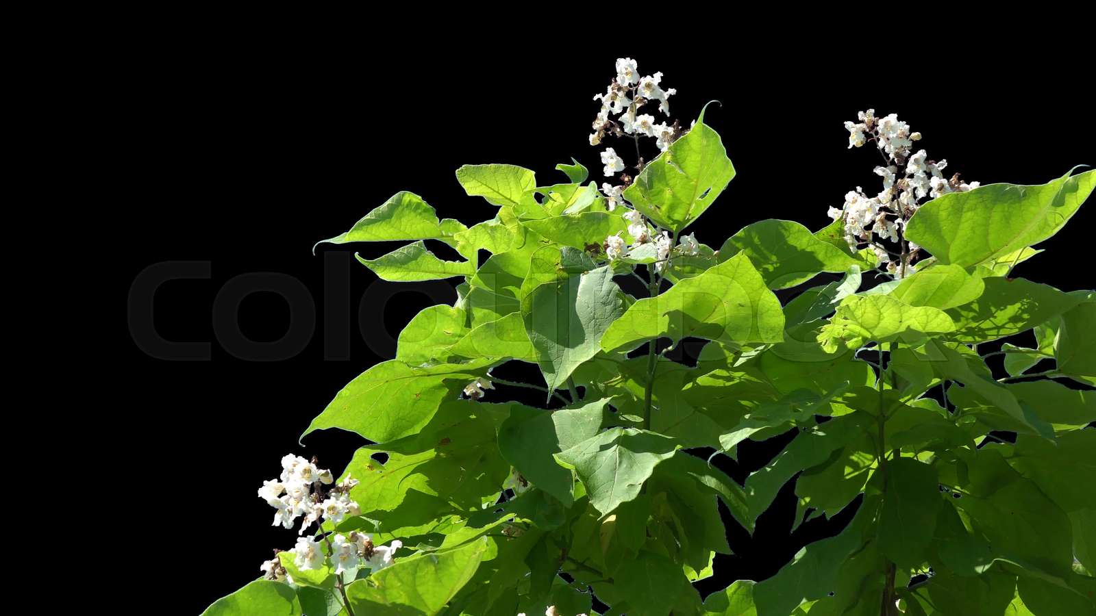 Tree branches with alpha channel. | Stock video | Colourbox