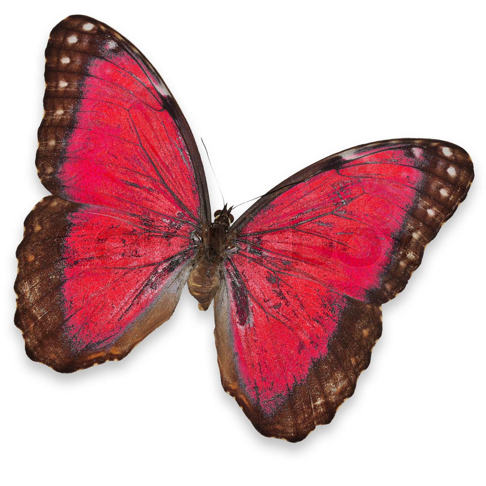 Red butterfly | Stock image | Colourbox