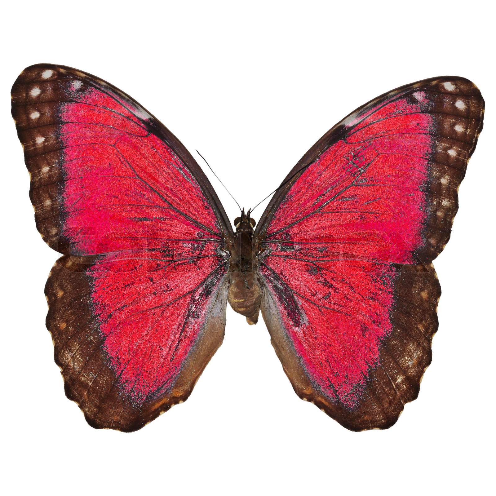 Red butterfly | Stock image | Colourbox