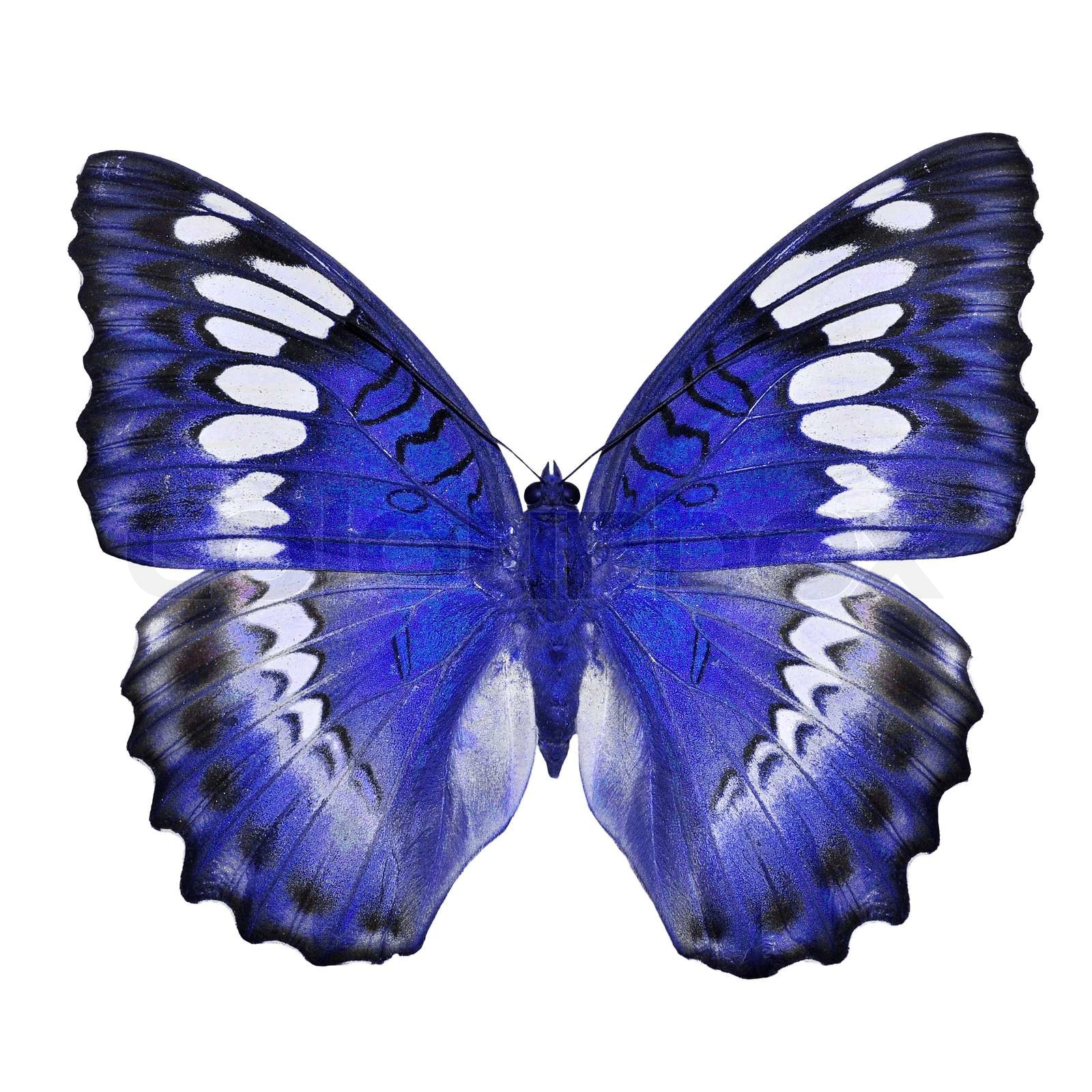 Blue butterfly | Stock image | Colourbox