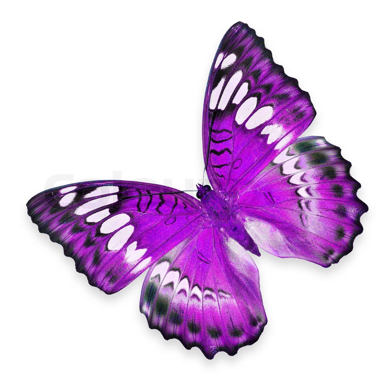 lila Schmetterling | Stock Bild | Colourbox