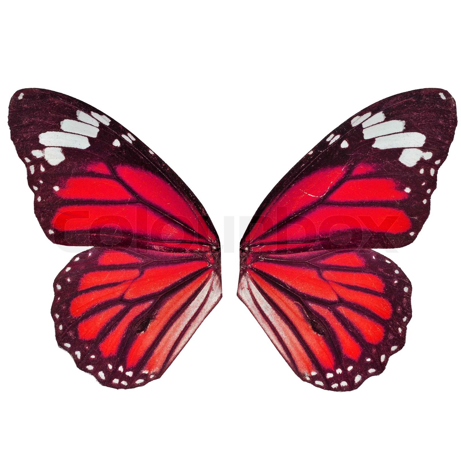butterfly wing | Stock image | Colourbox