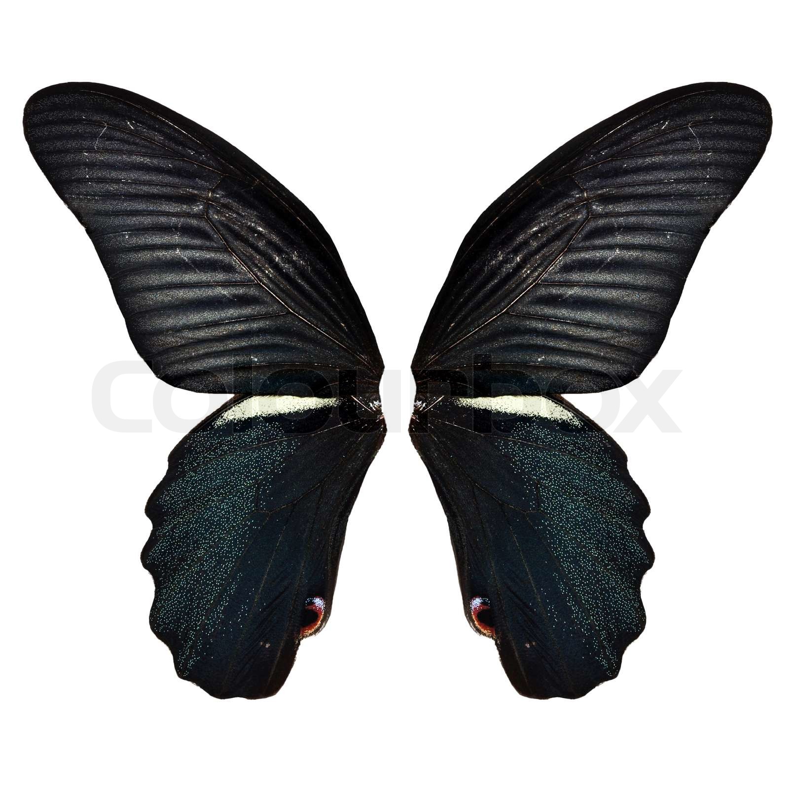 butterfly wing | Stock image | Colourbox