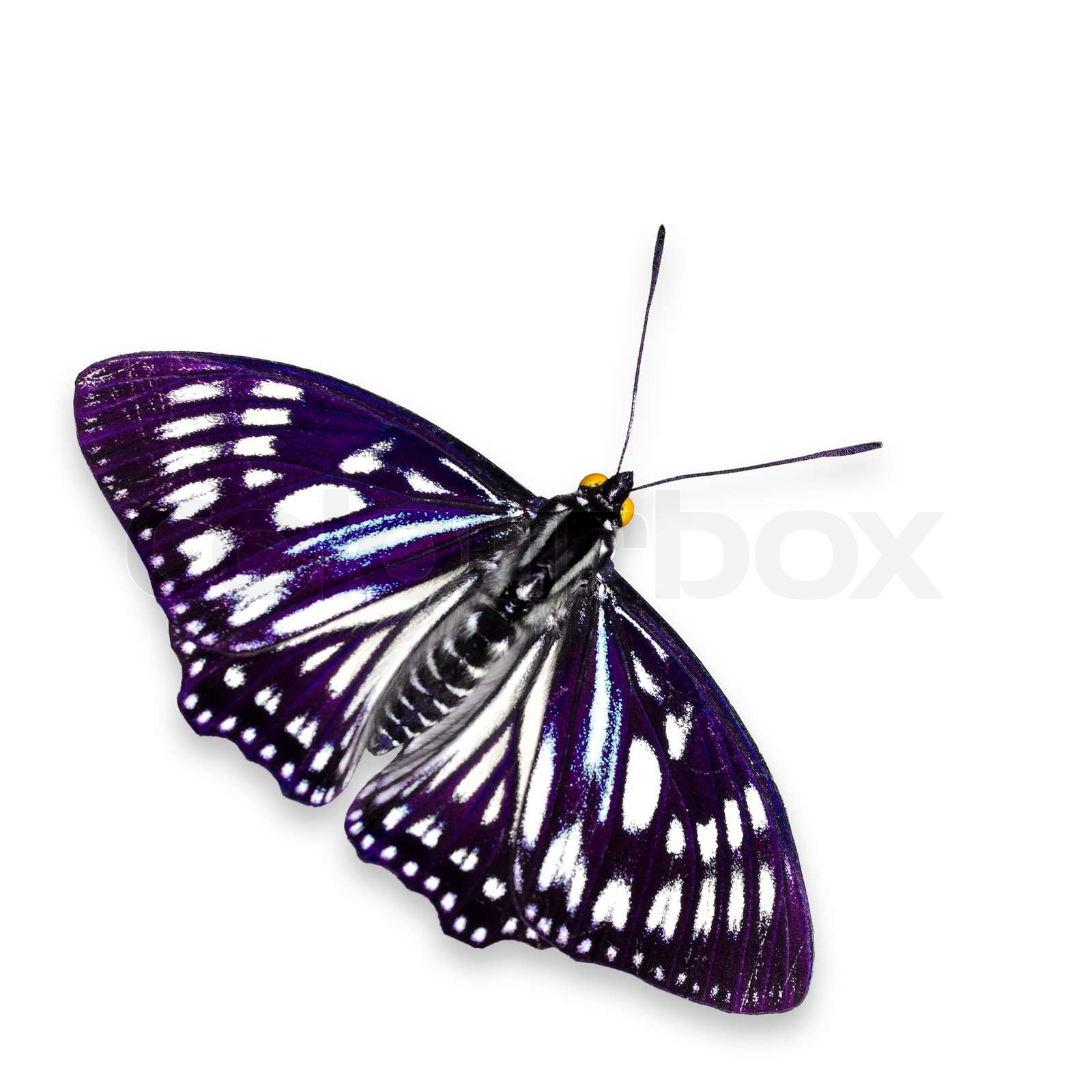 Purple Butterfly flying | Stock image | Colourbox