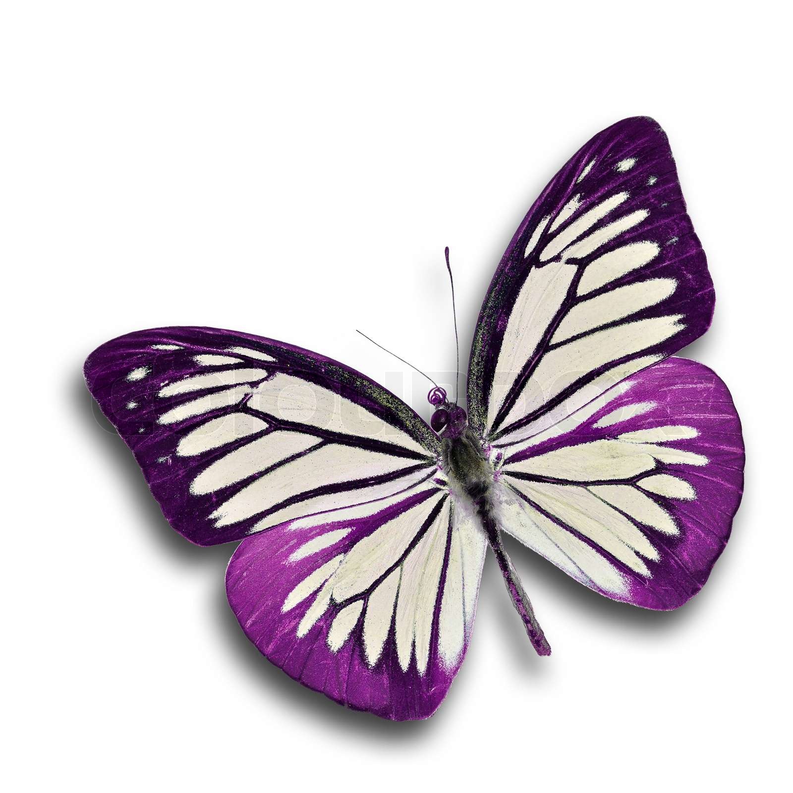 Purple Butterfly flying | Stock image | Colourbox