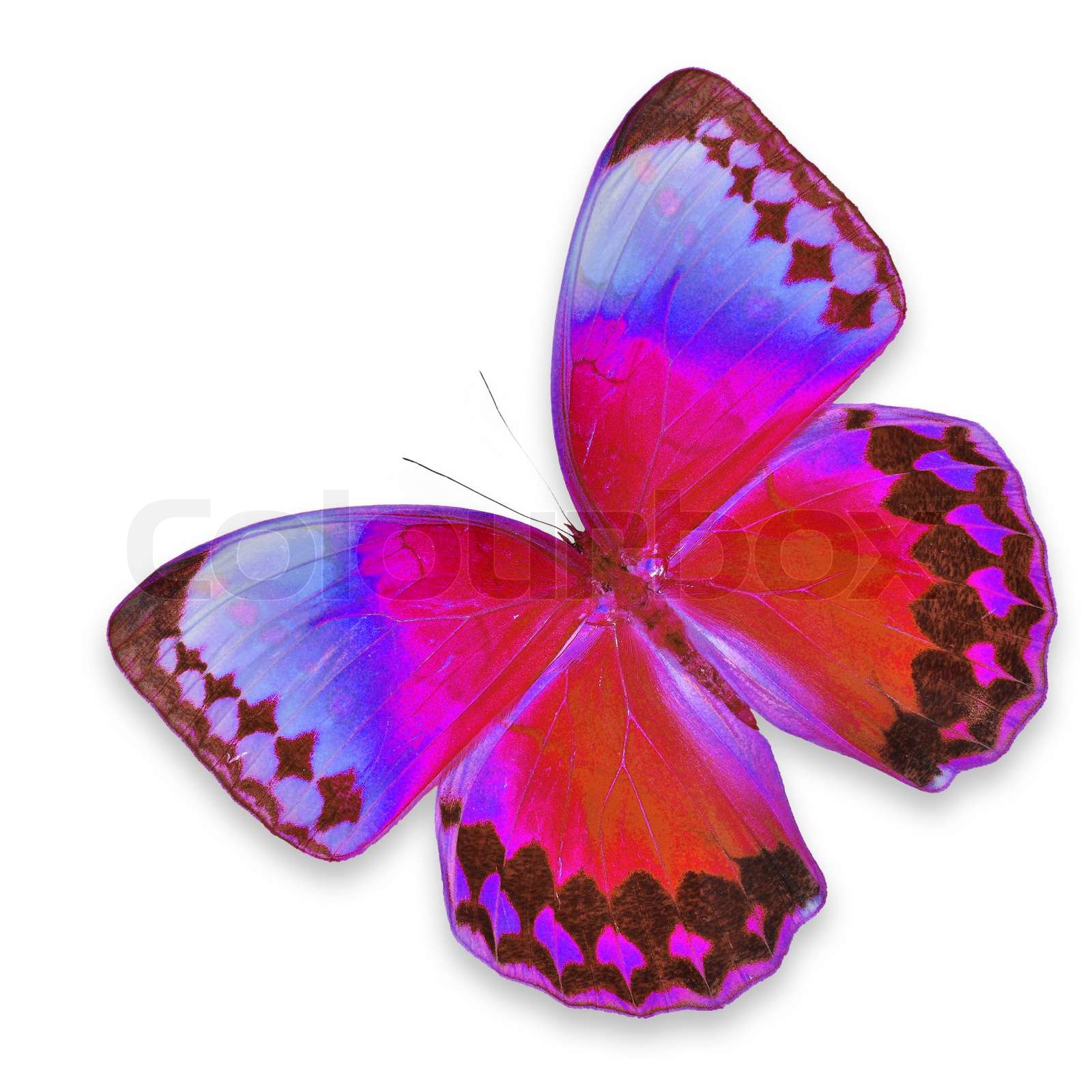 Pink and Blue Butterfly | Stock image | Colourbox
