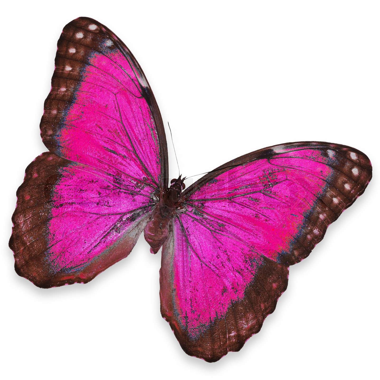 Pink Butterfly | Stock image | Colourbox