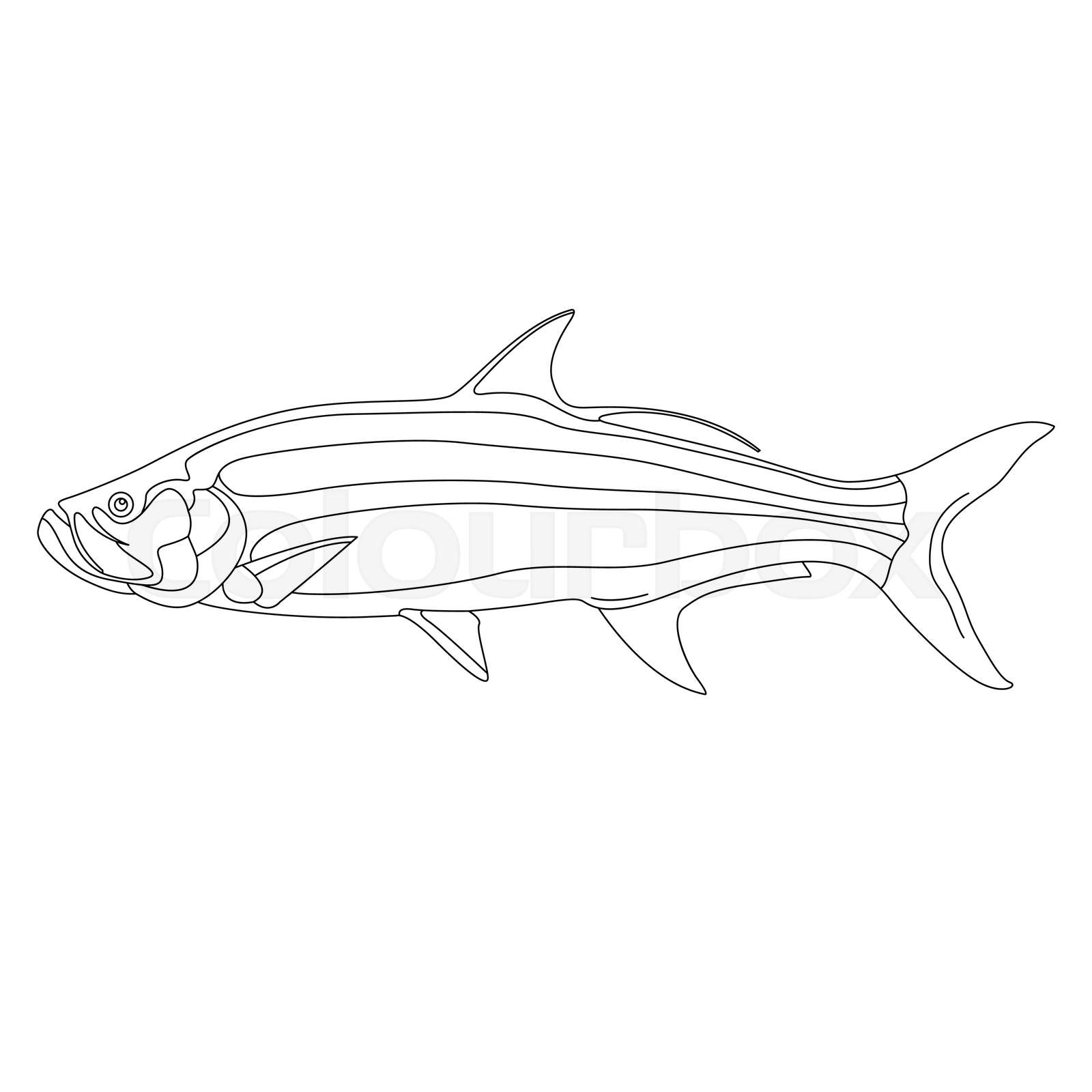 Tarpon Drawing