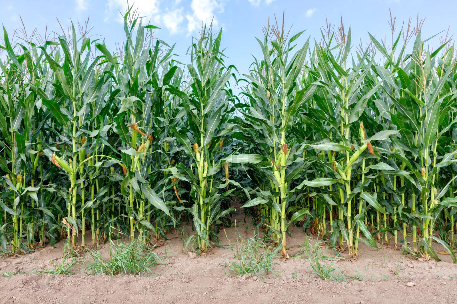 Slender corn stalks grow in even rows. | Stock image | Colourbox