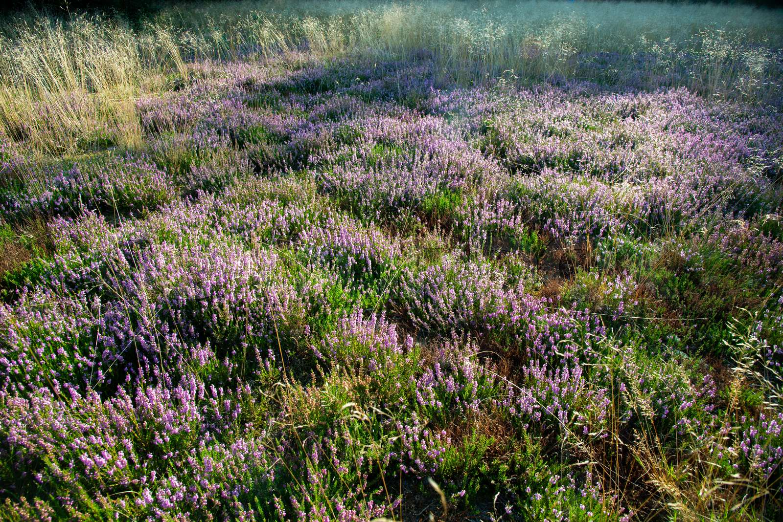 heden med lyng | Stock foto | Colourbox