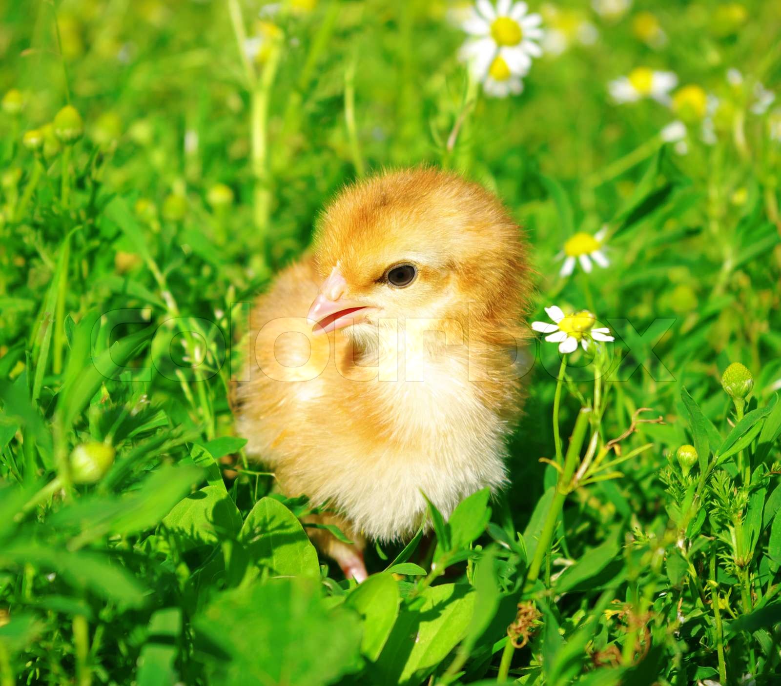 Huhn | Stock Bild | Colourbox