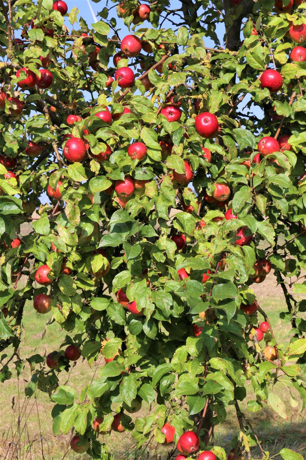 red apples on a tree | Stock image | Colourbox