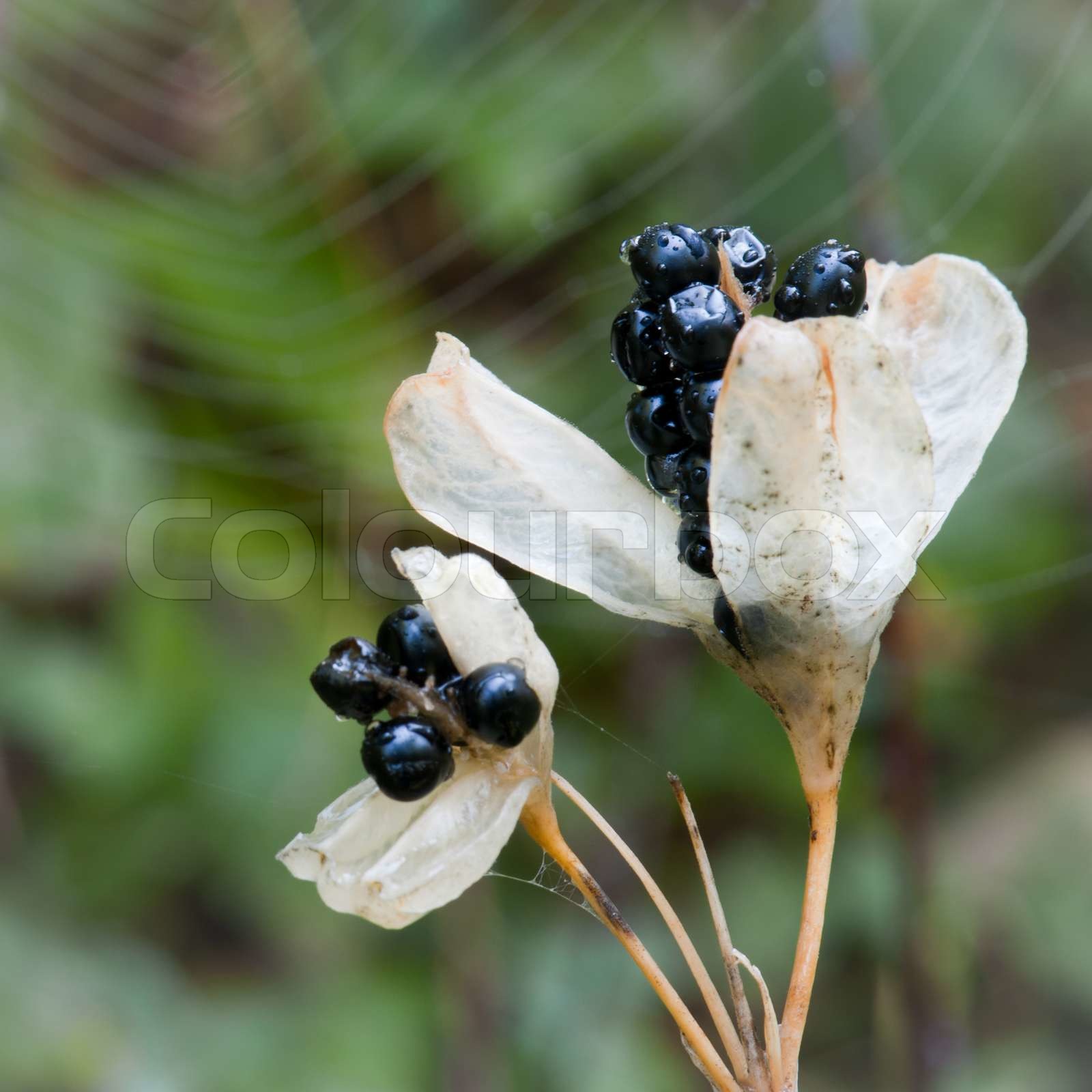 Wild iris seedpods | Stock image | Colourbox