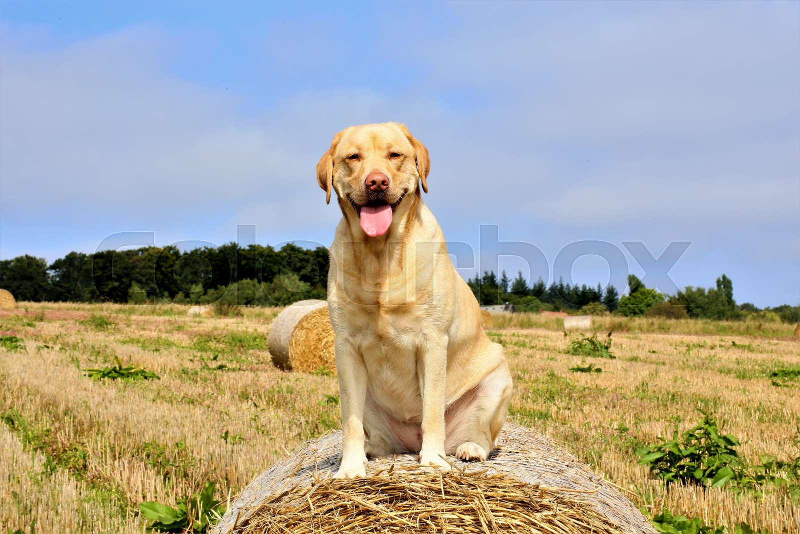 golden retriever in the field | Stock image | Colourbox