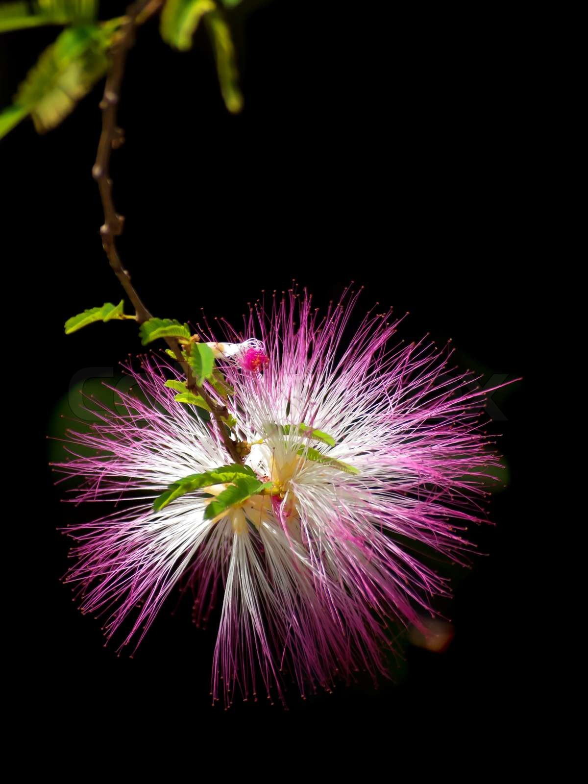 Pink powderpuff | Stock image | Colourbox