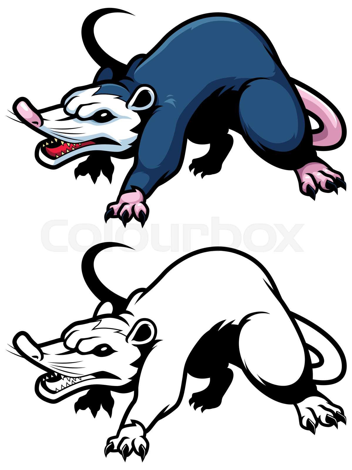 Possum on White | Stock vector | Colourbox