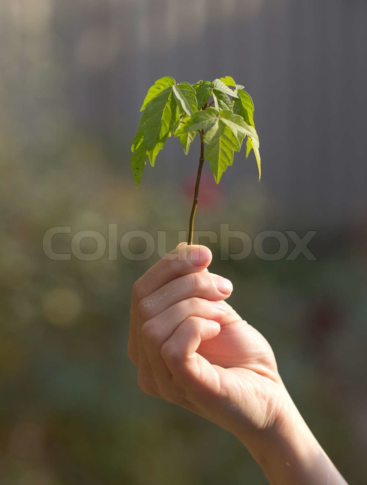 sprout in hand | Stock image | Colourbox