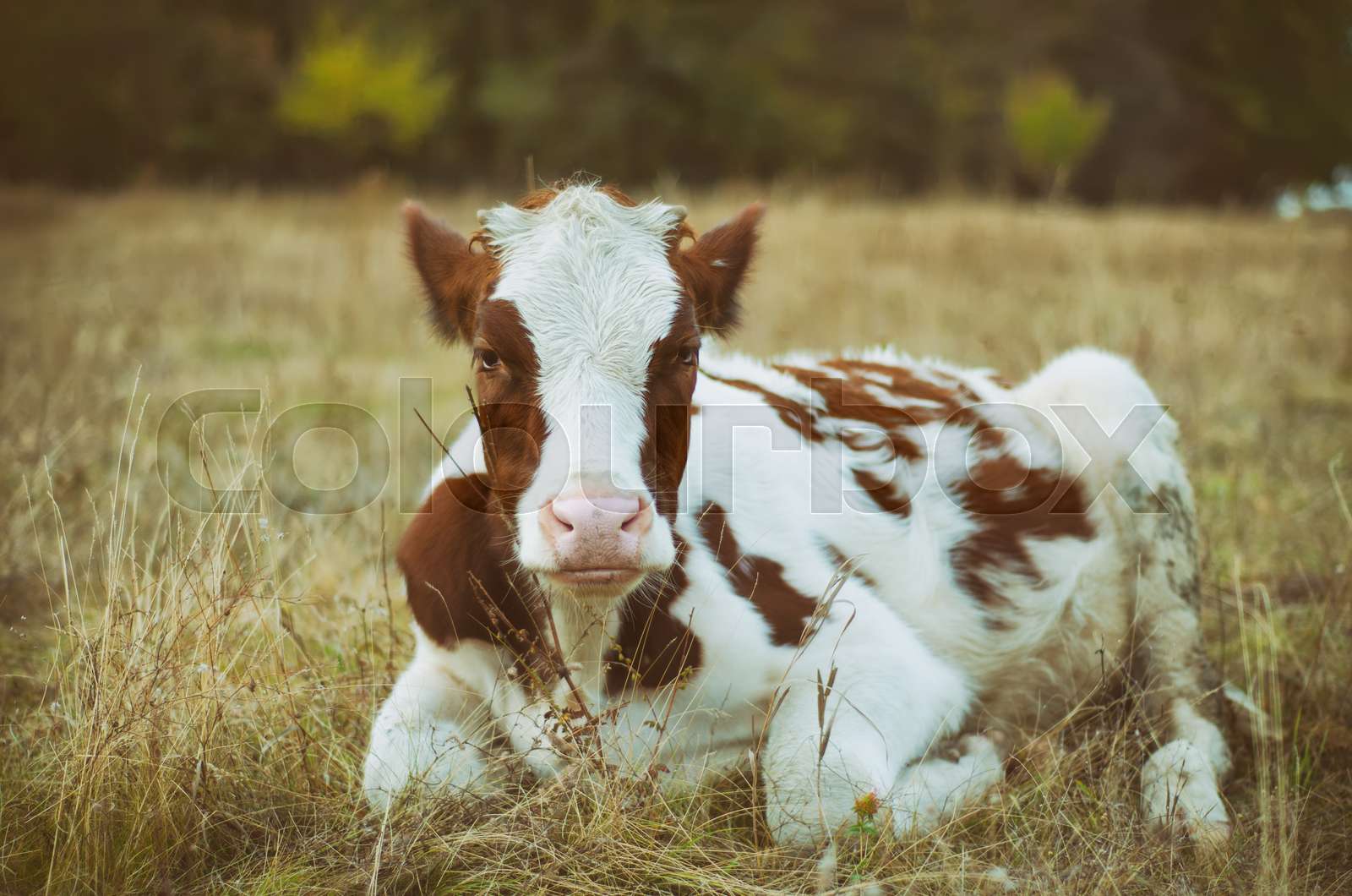 cow in the meadow | Stock image | Colourbox