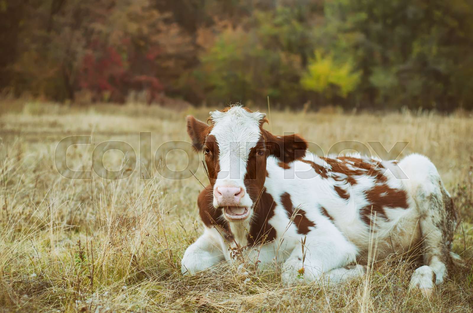 cow in the meadow | Stock image | Colourbox