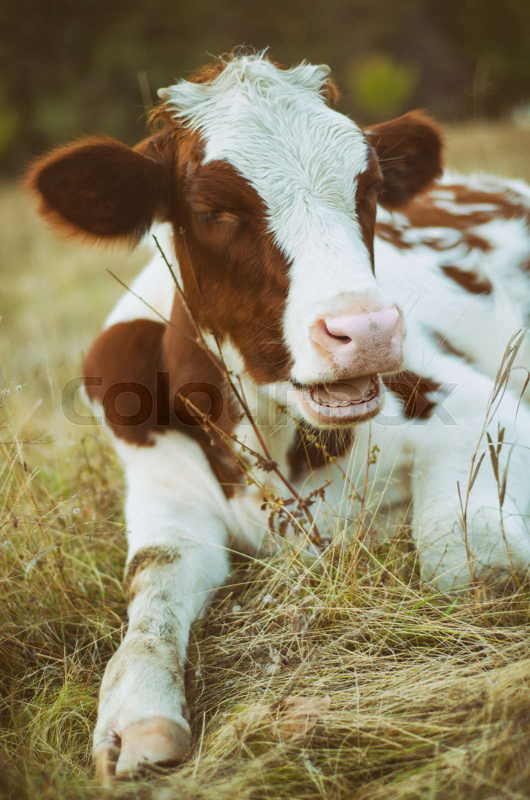 cow in the meadow | Stock image | Colourbox