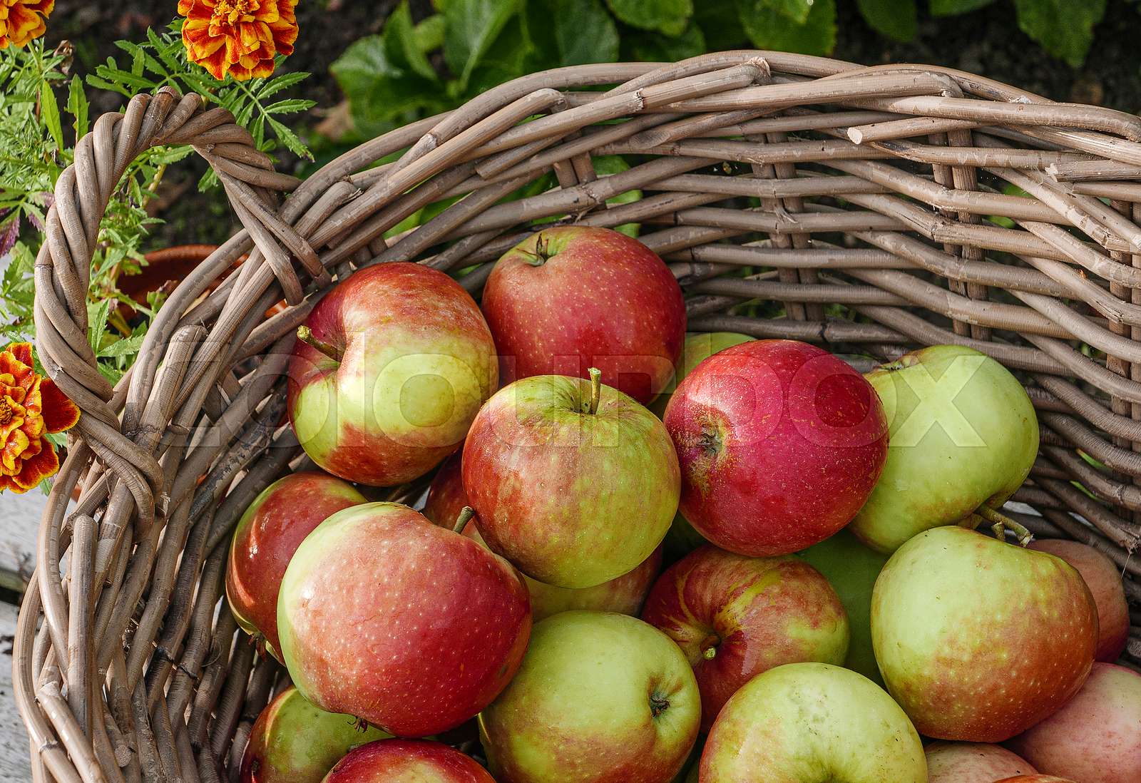 Apple harvest. | Stock image | Colourbox
