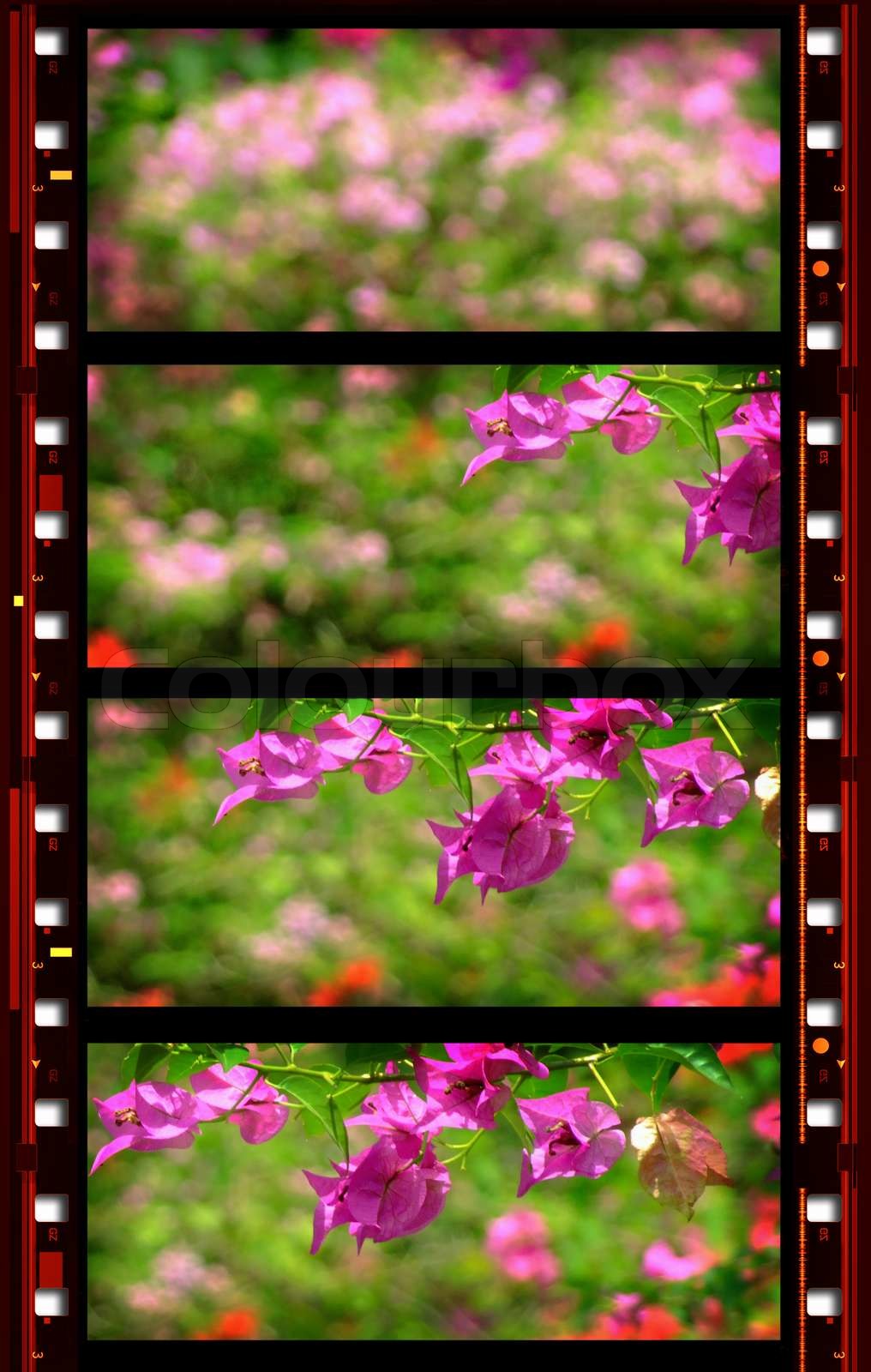 70mm Film Stock Image Colourbox