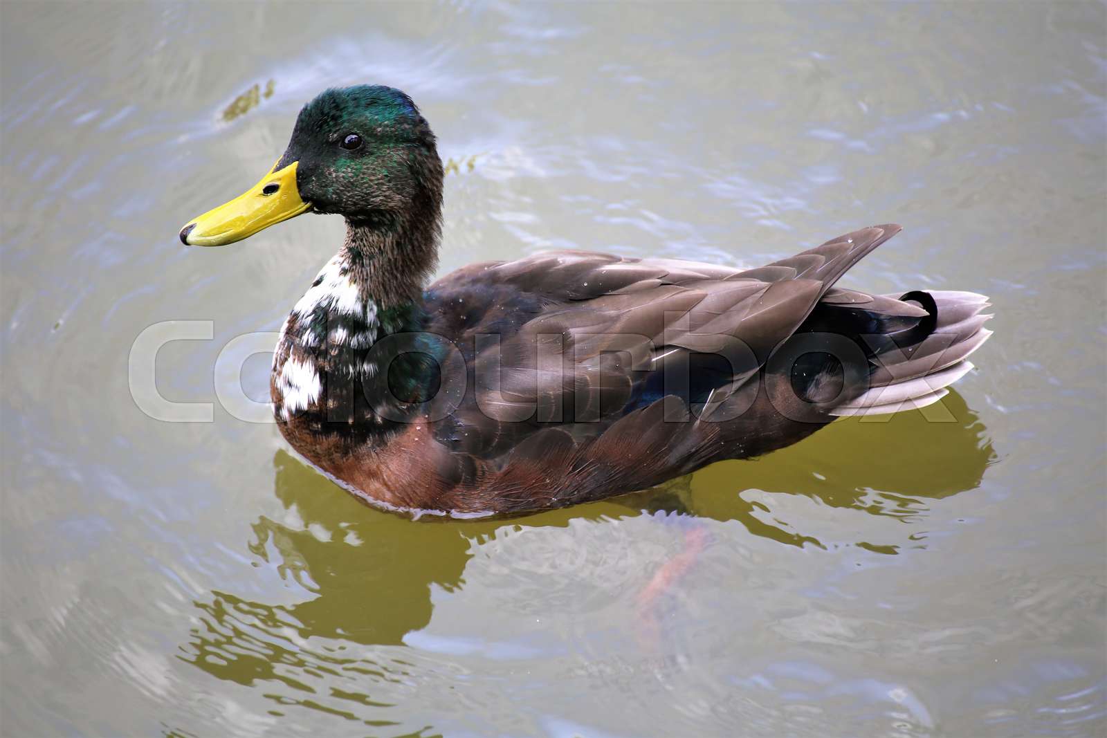 ente, tiere, erpel | Stock Bild | Colourbox