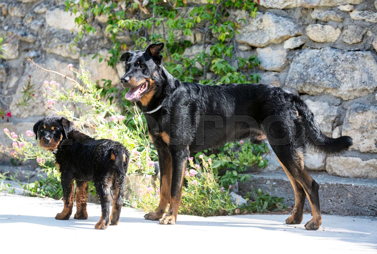 puppy rottweiler and beauceron | Stock image | Colourbox