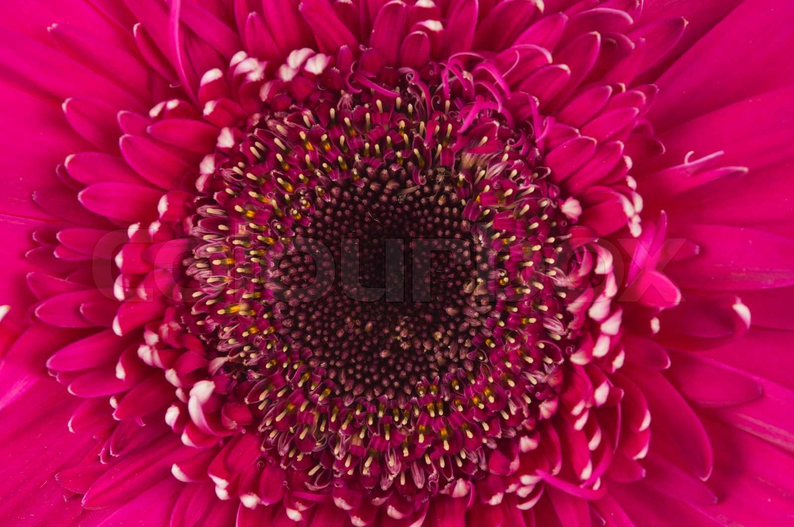 pink gerbera | Stock image | Colourbox