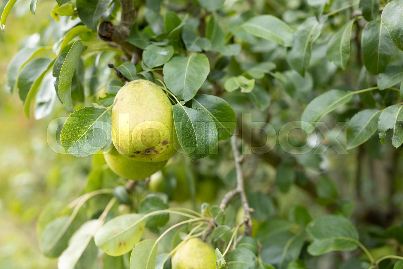 green wild pears hanging on a tree in forest | Stock image | Colourbox
