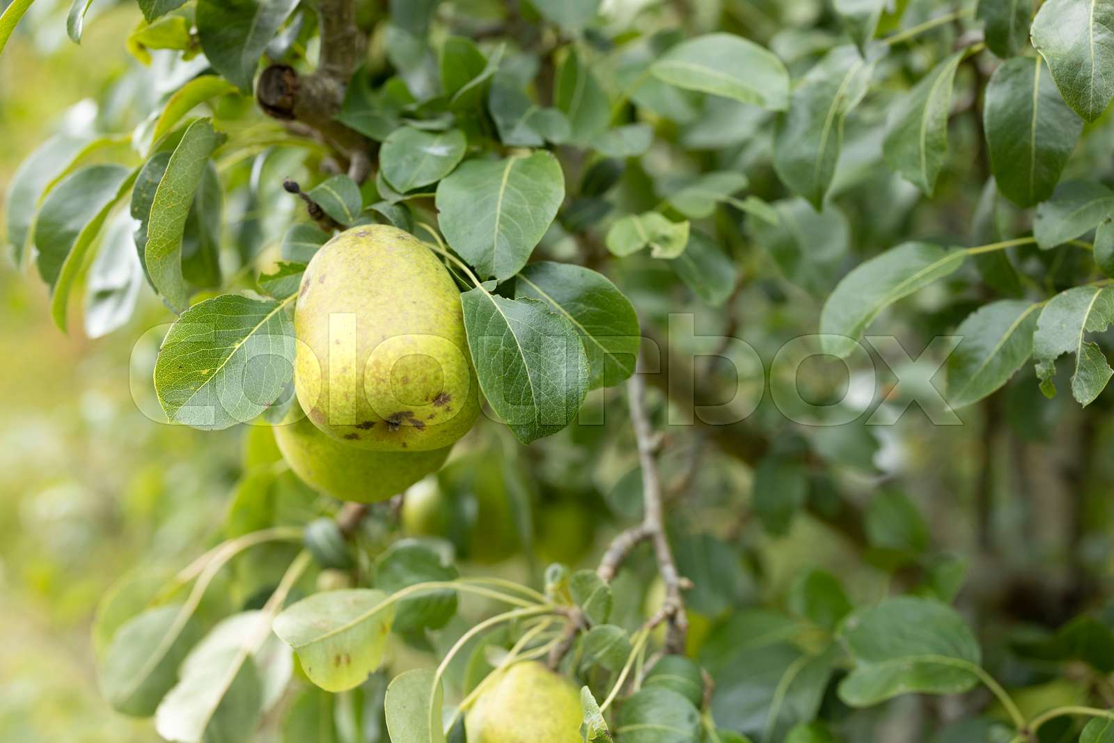 green wild pears hanging on a tree in forest | Stock image | Colourbox