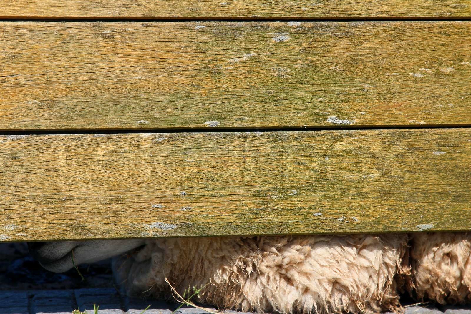 Schaap | Stock Bild | Colourbox