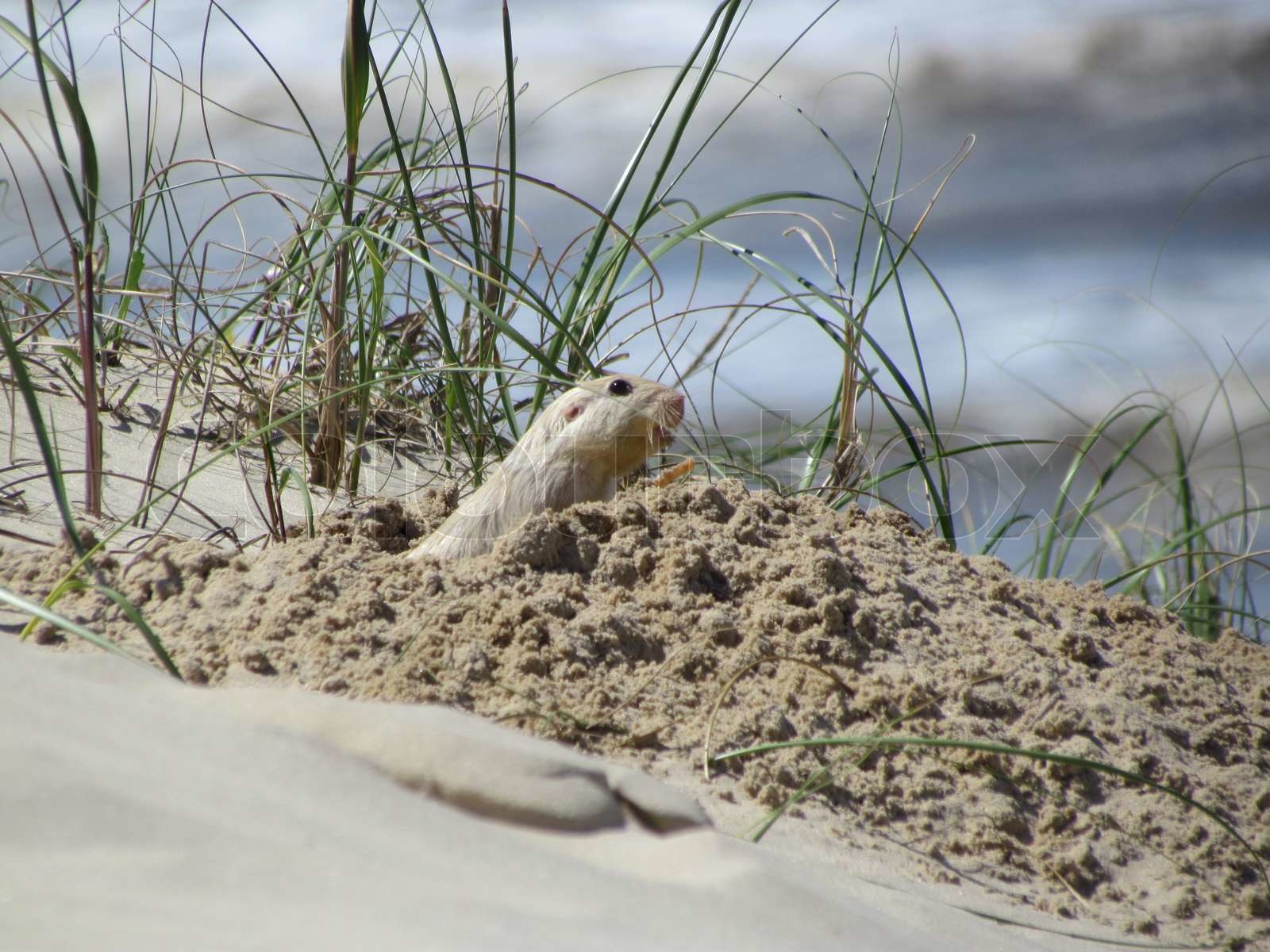 Rato de Praia | Stock Bild | Colourbox