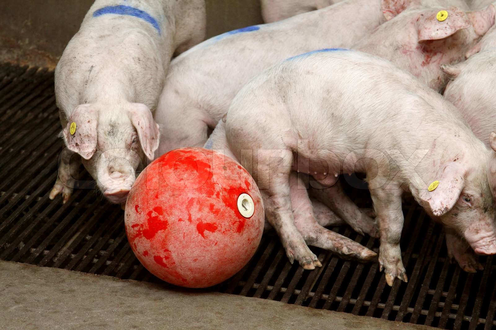 piglets playing with a ball | Stock image | Colourbox