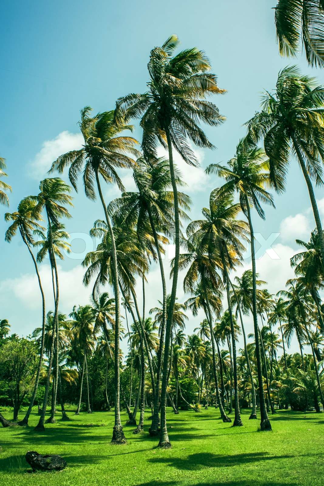 Beautiful palm tree scenery | Stock image | Colourbox