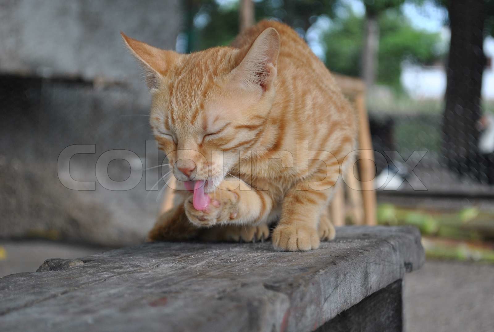 Gato se limpando | Stock image | Colourbox
