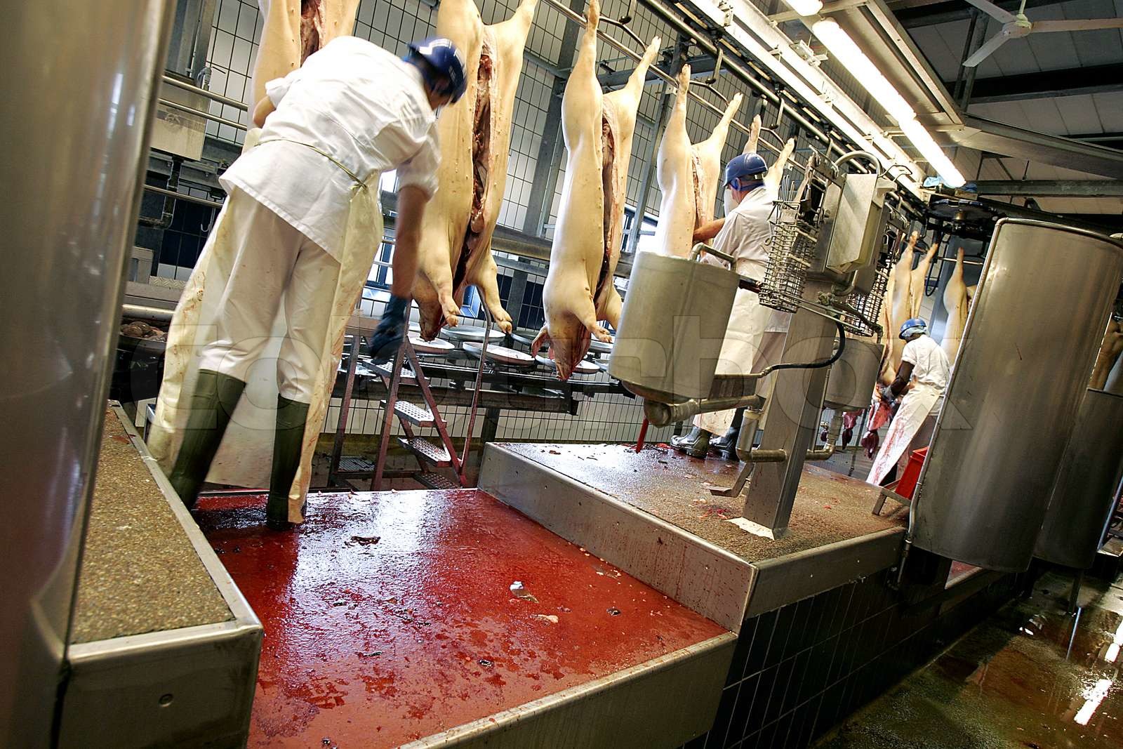 slaughtered pigs hanging at a slaughterhouse | Stock image | Colourbox
