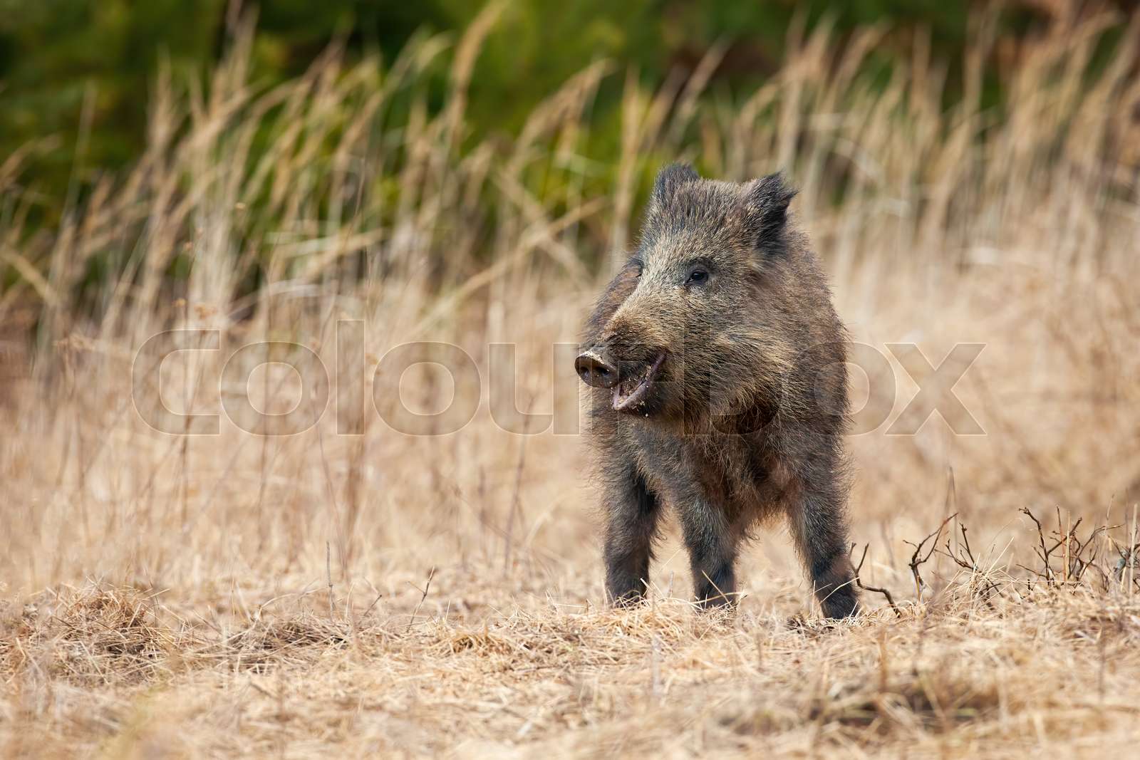 Wild boar observing on field in springtime nature. | Stock image ...